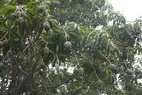 Translations Under a Mango Tree – The Quad